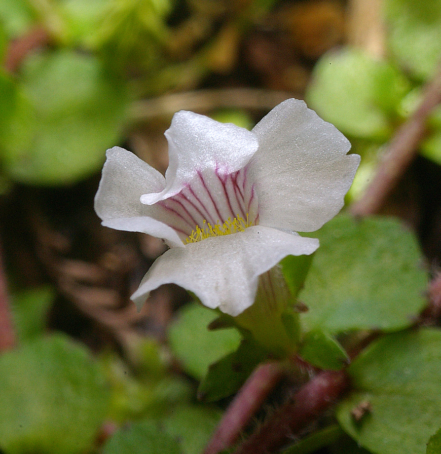 Gratiola concinna in December 2008 by bikingbirder · iNaturalist