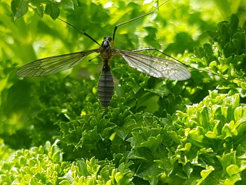 Leptotarsus arenarius · iNaturalist