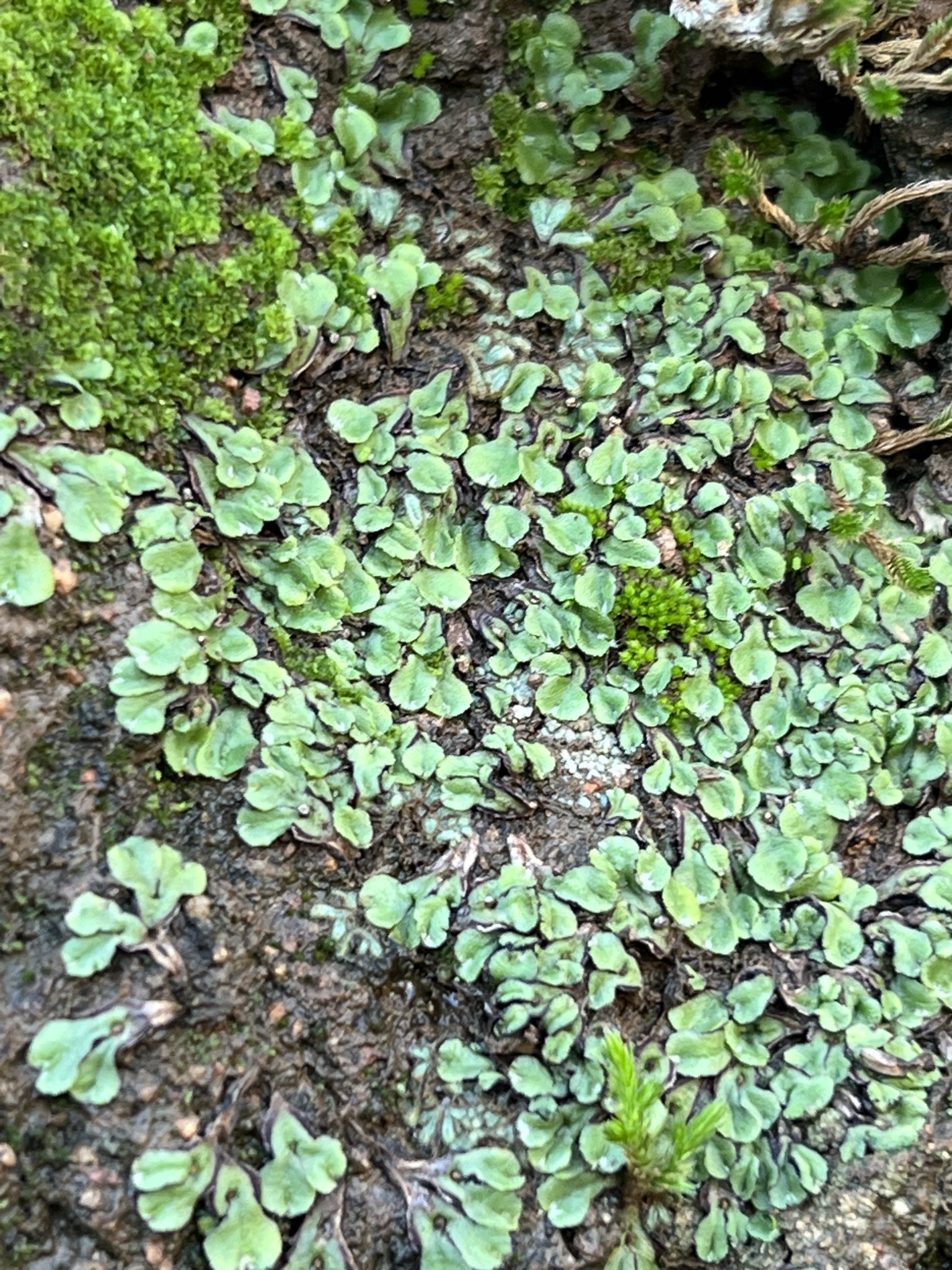 Asterella californica (Hampe ex Austin) Underw.