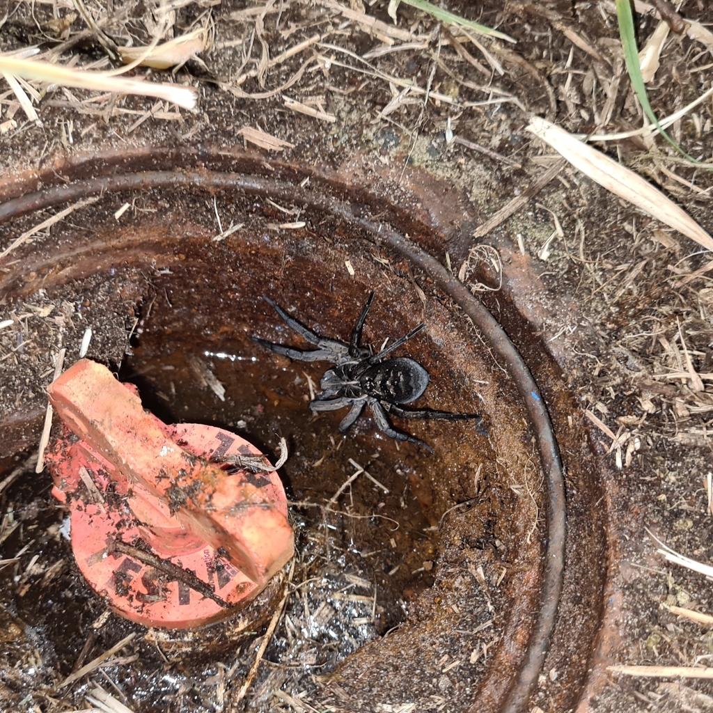Union-Jack Wolf Spiders from Sydney Airport (SYD), Sydney NSW 2020 ...