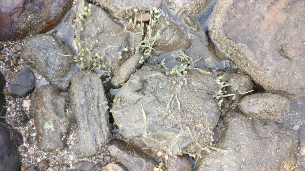 Blue Tube Sponge from Mumbai Suburban, IN-MH, IN on December 30, 2017 ...