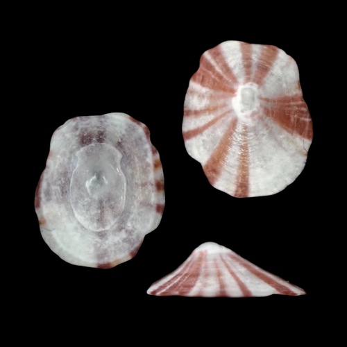 Erginus sybariticus · iNaturalist