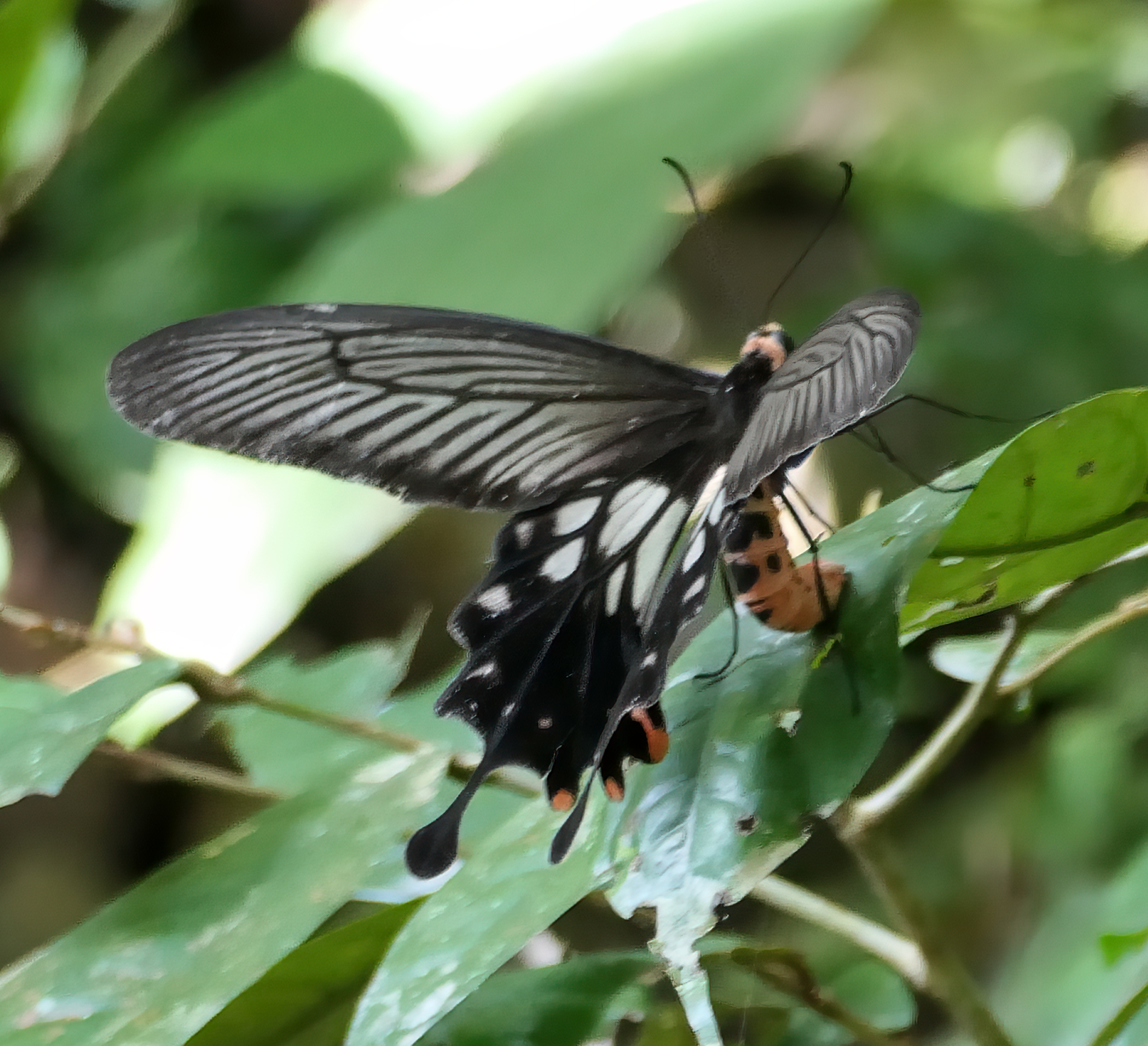 Losaria coon (Fabricius, 1793)