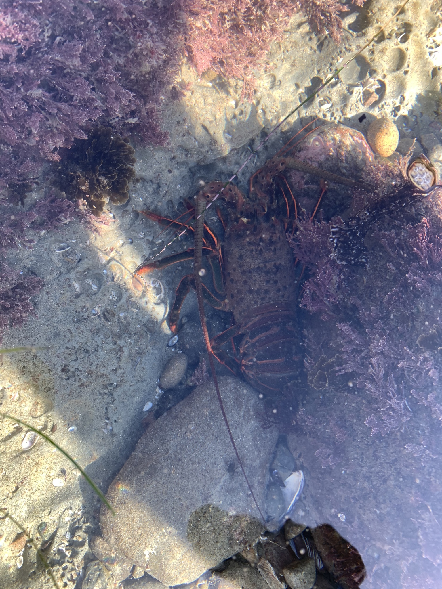 Panulirus interruptus (J.W.Randall, 1840)