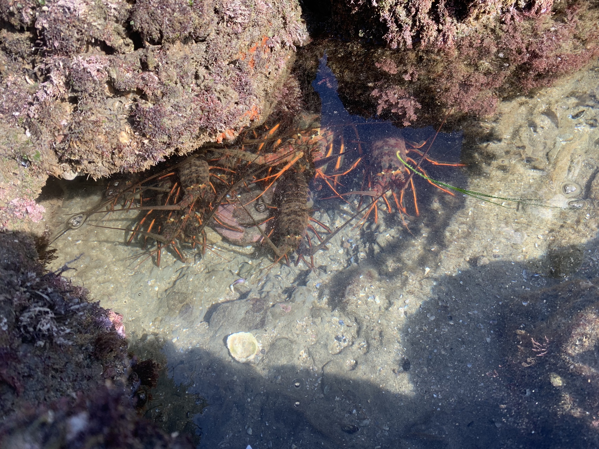 Panulirus interruptus (J.W.Randall, 1840)