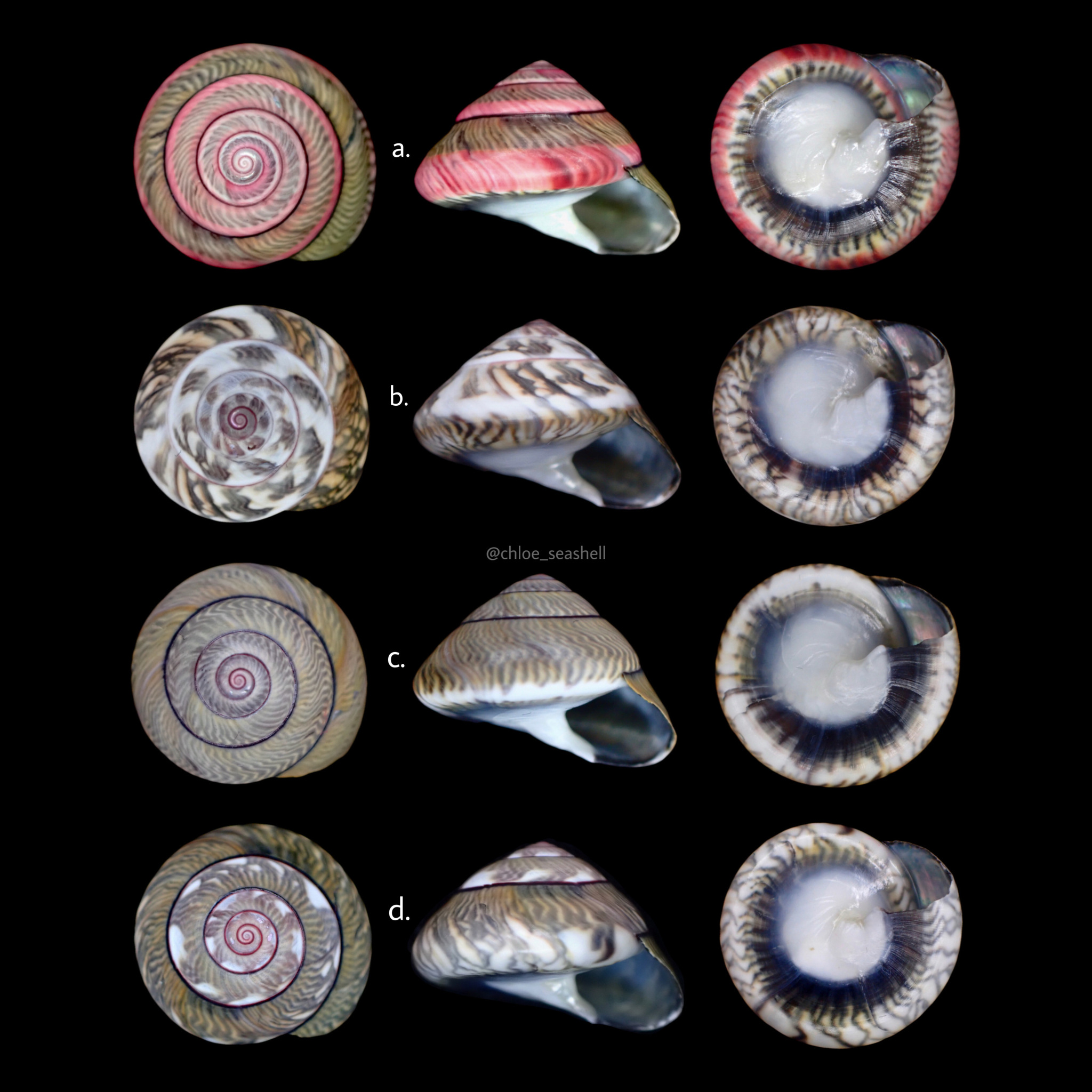 Umbonium thomasi (Crosse, 1863)