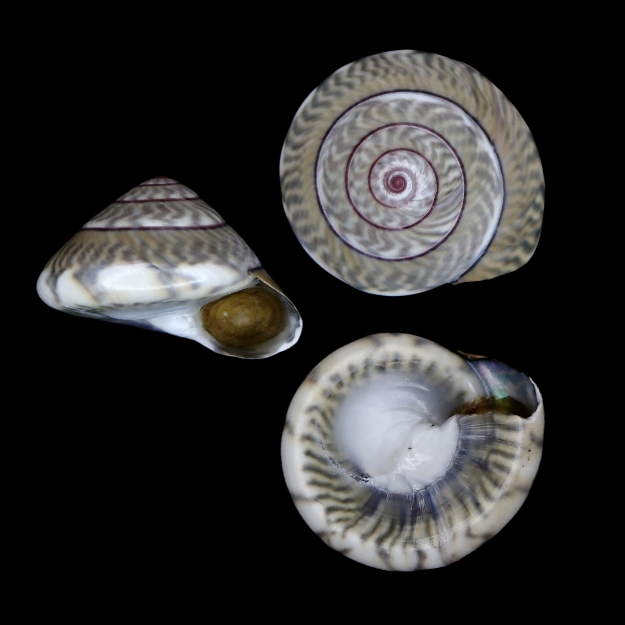 Umbonium thomasi (Crosse, 1863)