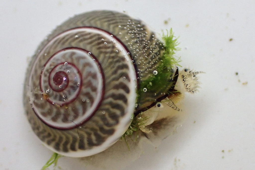 Sand Snail from Jaeun-myeon, Sinan-gun, Jeollanam-do, South Korea on ...