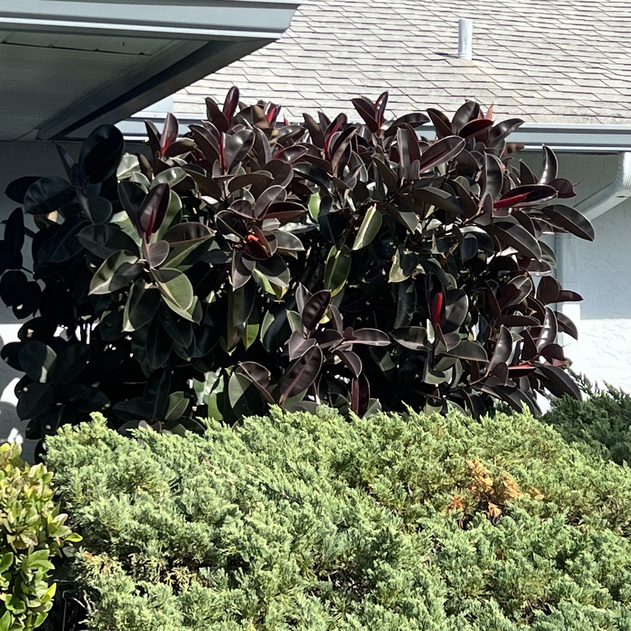 Ficus elastica Roxb.