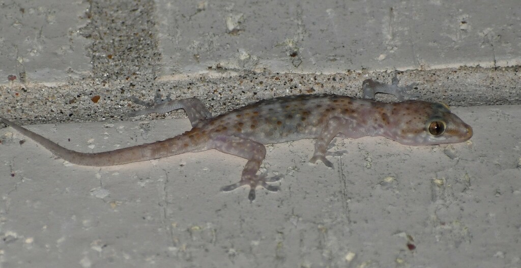 Mediterranean House Gecko from South Side, Corpus Christi, TX, USA on ...