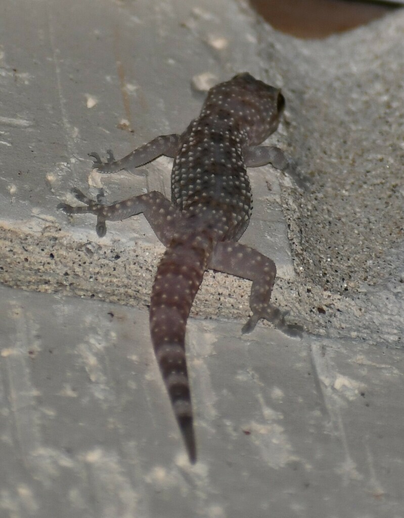 Mediterranean House Gecko from South Side, Corpus Christi, TX, USA on ...