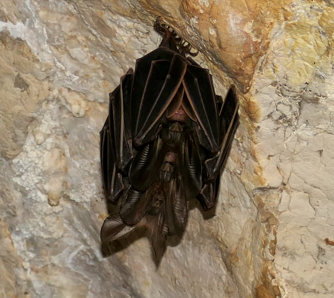 Megaderma spasma (Linnaeus, 1758)