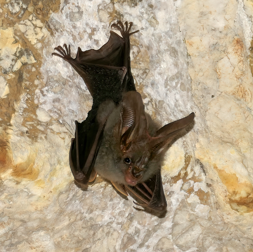Lesser false vampire bat from Ao Luek Noi, Ao Luek District, Krabi ...