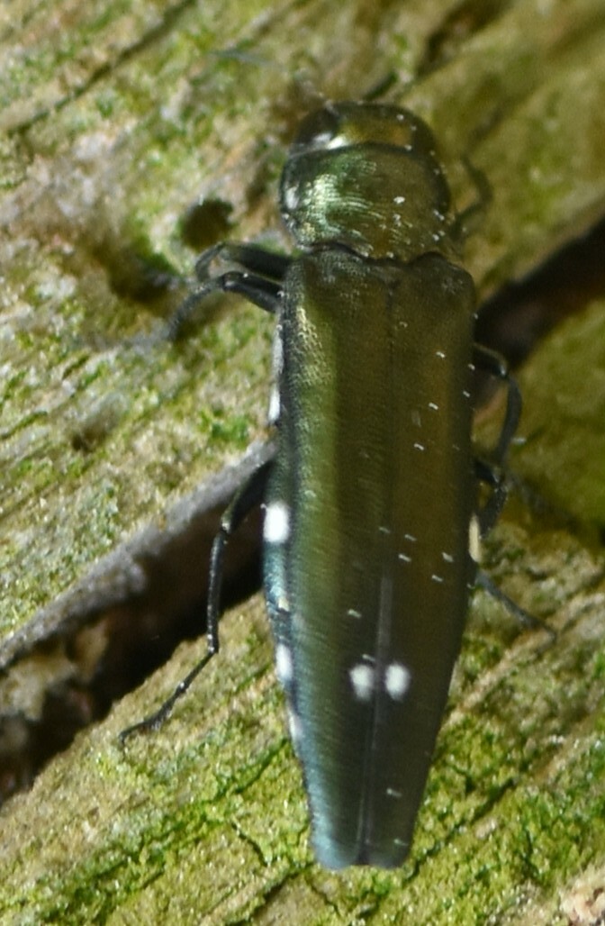Agrilus biguttatus (Fabricius, 1776)