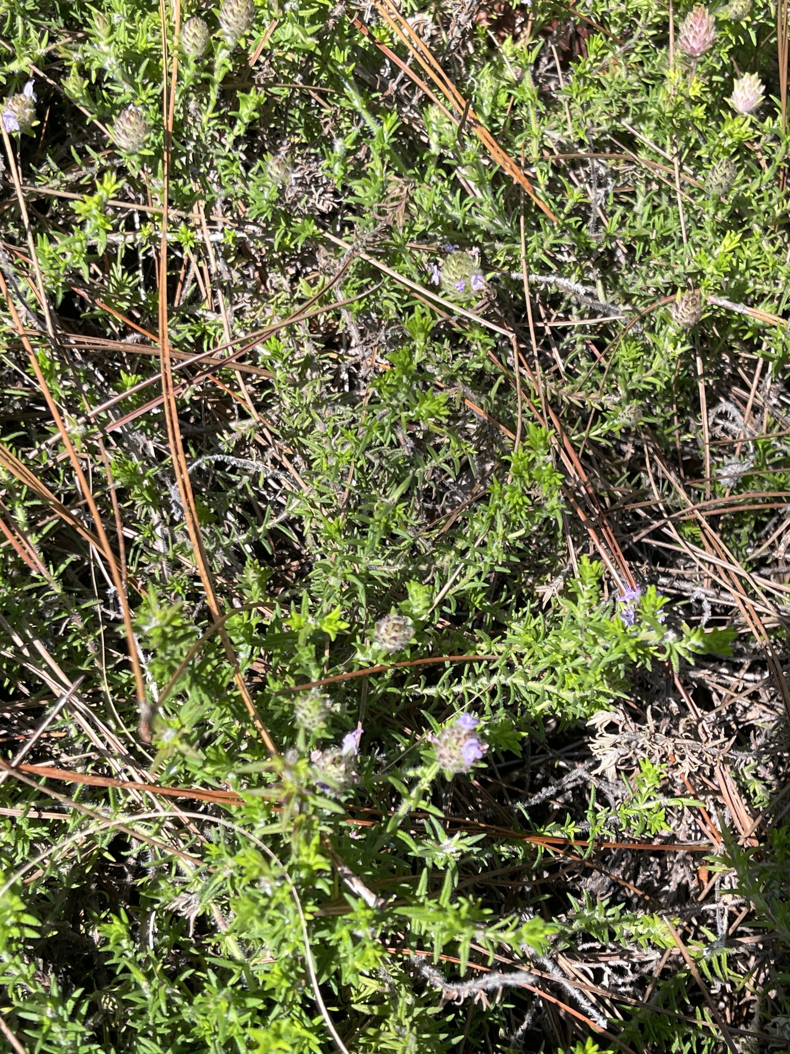 Piloblephis rigida (W.Bartram ex Benth.) Raf.