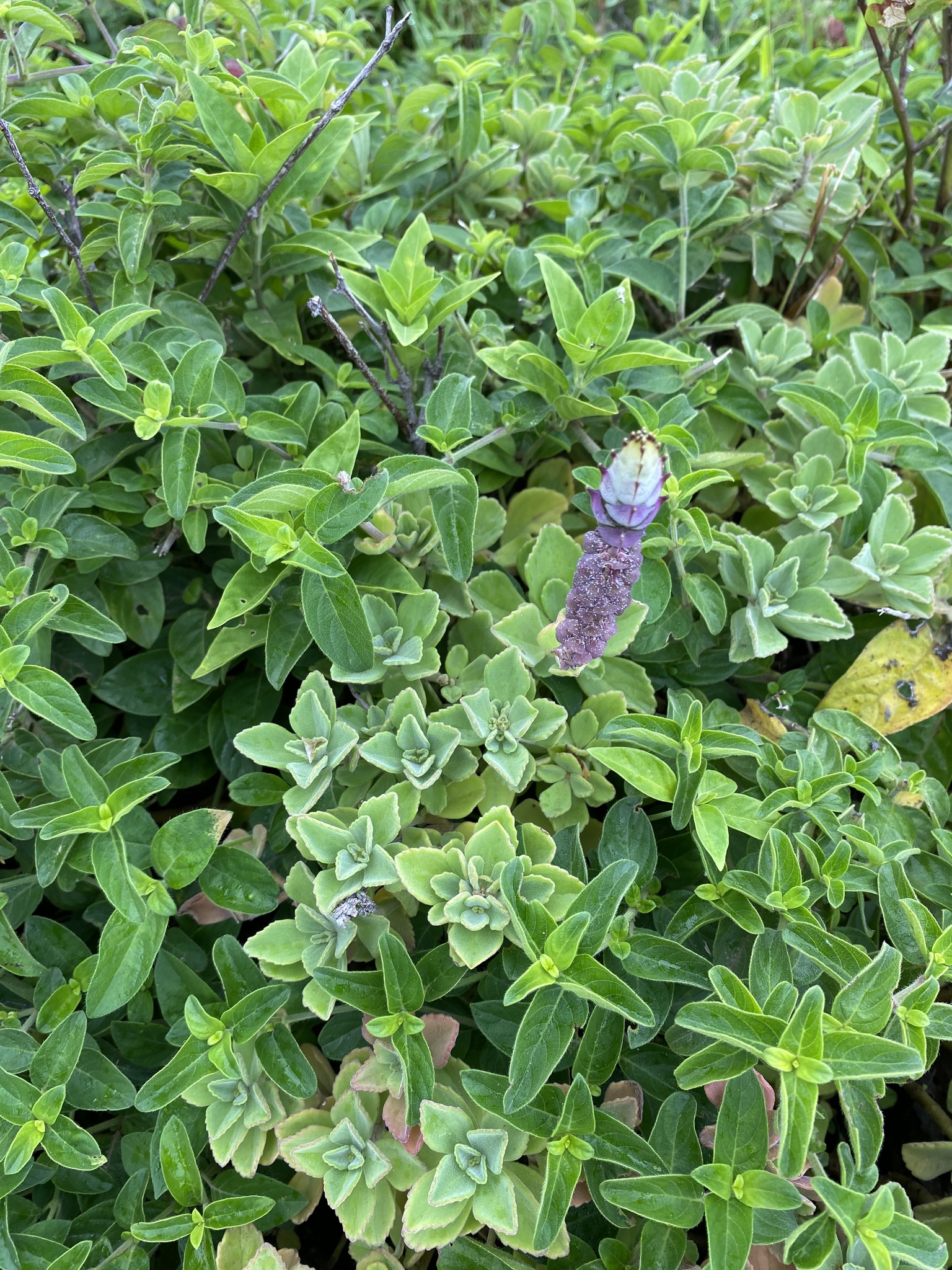 Coleus neochilus (Schltr.) Codd