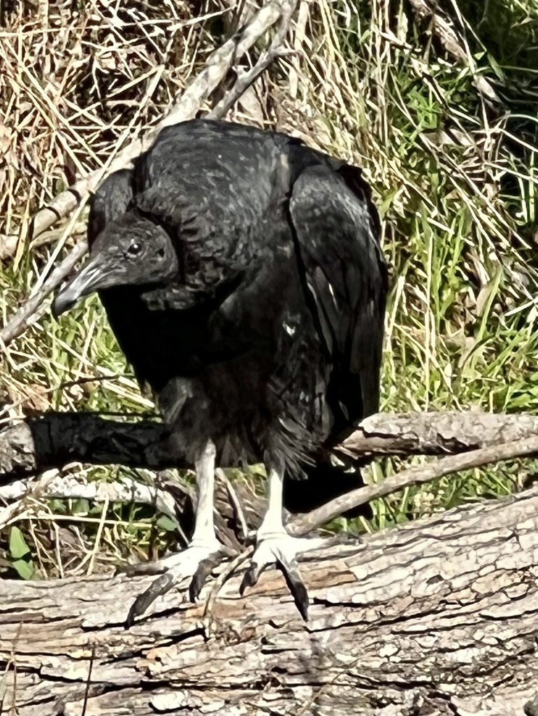Black Vulture from Davidson Creek Park, Caldwell, TX, US on January 19 ...