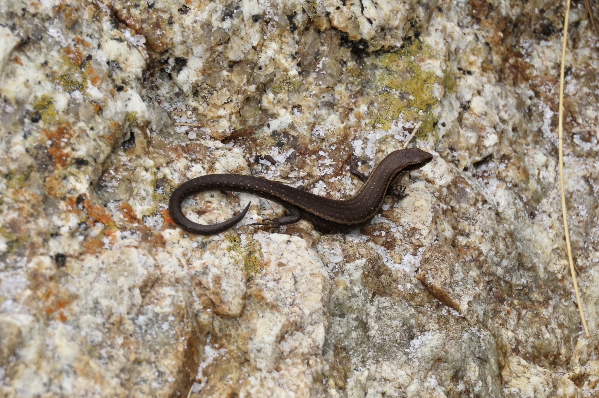 Lampropholis delicata (De Vis, 1888)