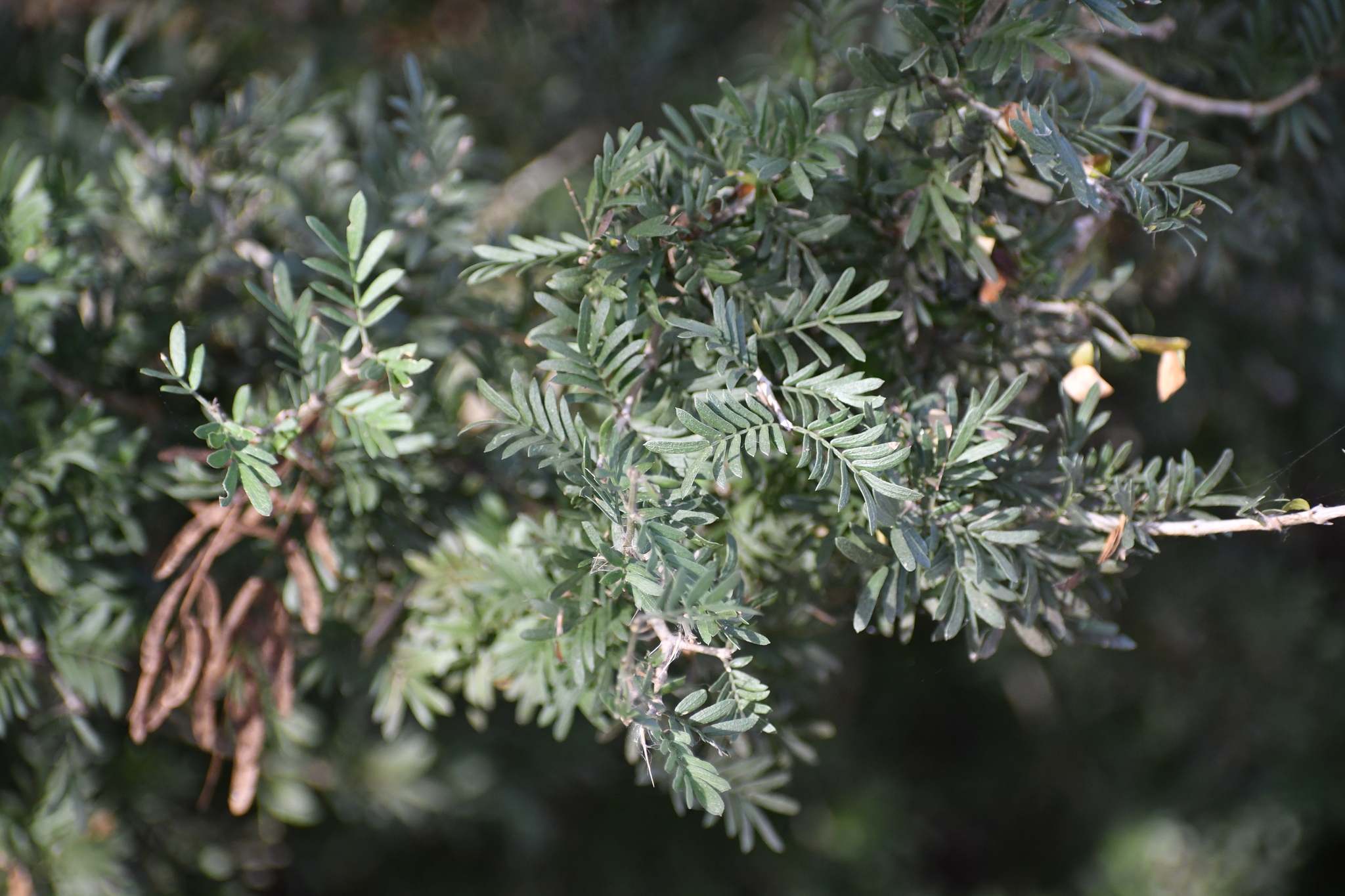 Porlieria angustifolia (Engelm.) A.Gray
