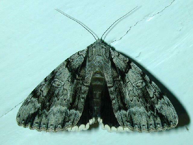 Widow Underwing from Bedford Audubon Society, Katonah, NY, USA on ...