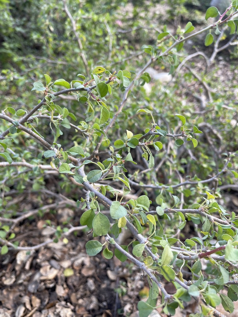 cliff spurge in January 2023 by akhasru · iNaturalist