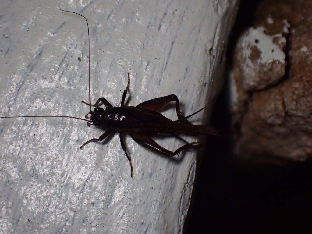 Australian Black Field Cricket from 3 Aputa Avenue, Te Puru 3575, New ...
