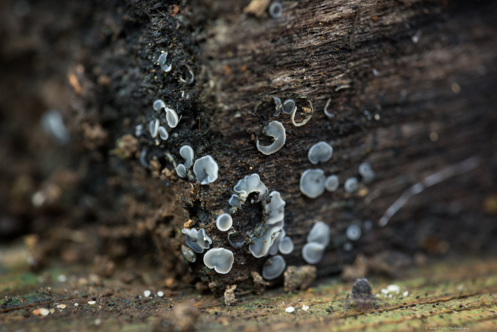 common grey disco from Jackson County, OR, USA on January 16, 2023 at ...