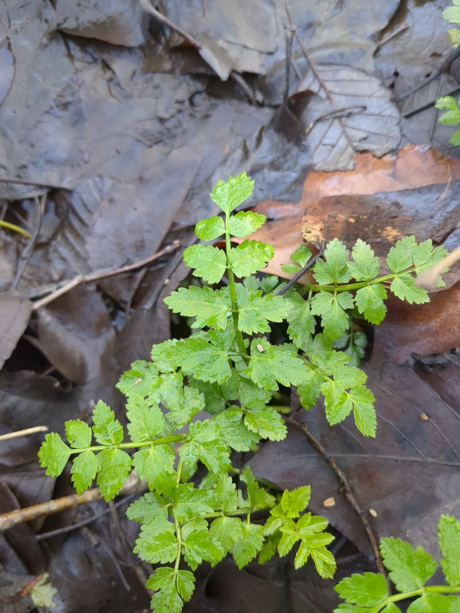 Oenanthe sarmentosa C.Presl ex DC.