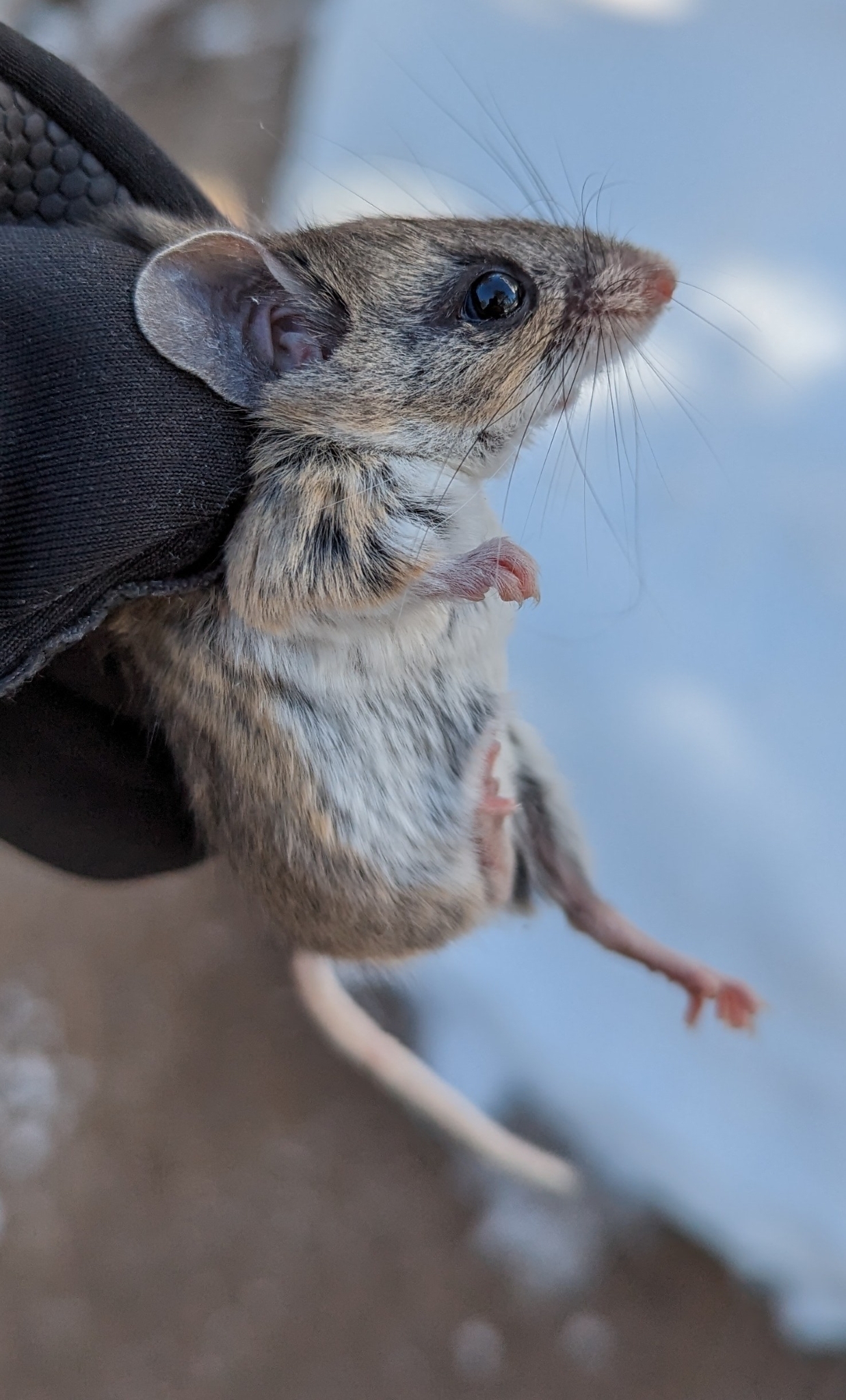 Peromyscus sonoriensis (Le Conte, 1853)