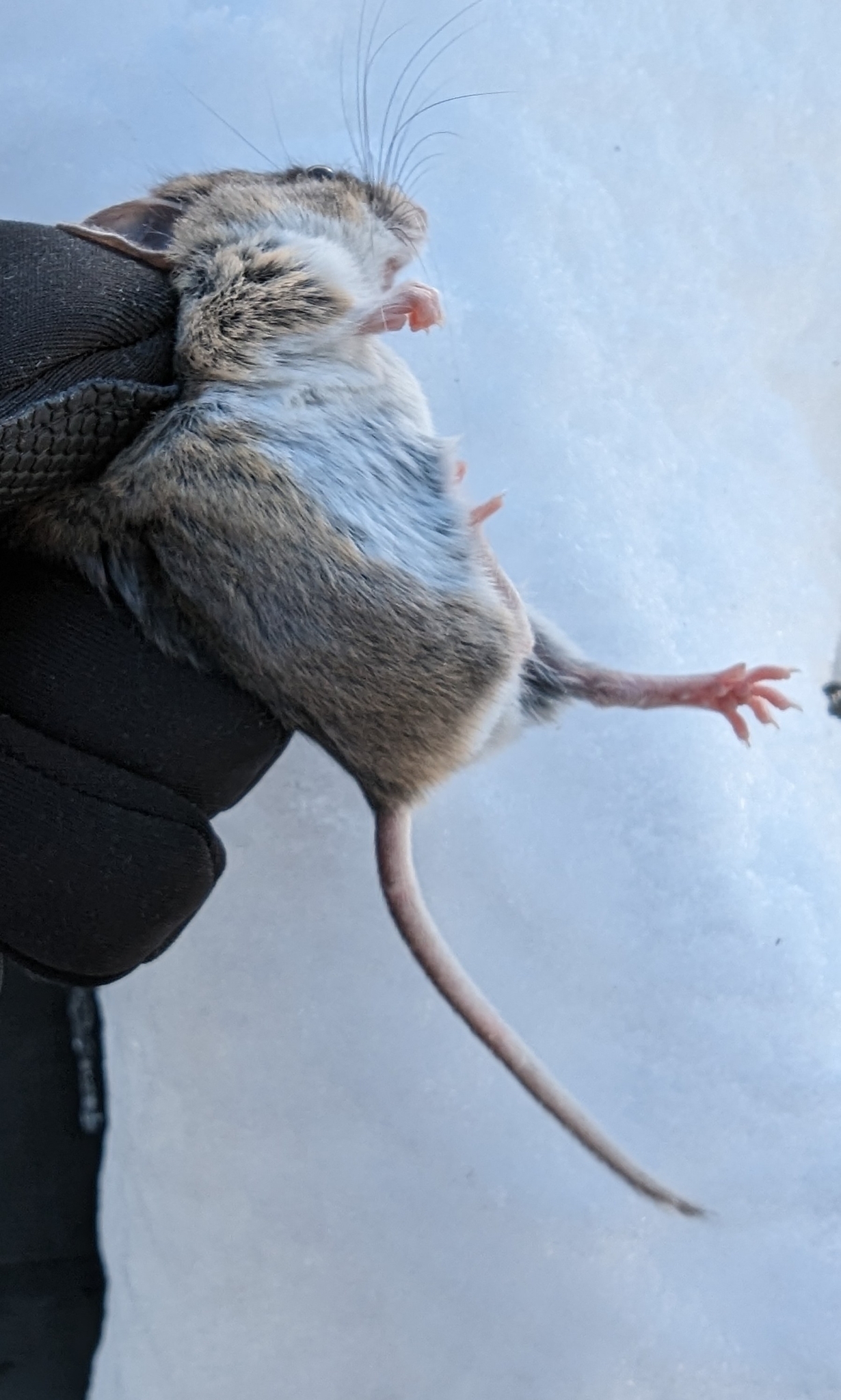 Peromyscus sonoriensis (Le Conte, 1853)