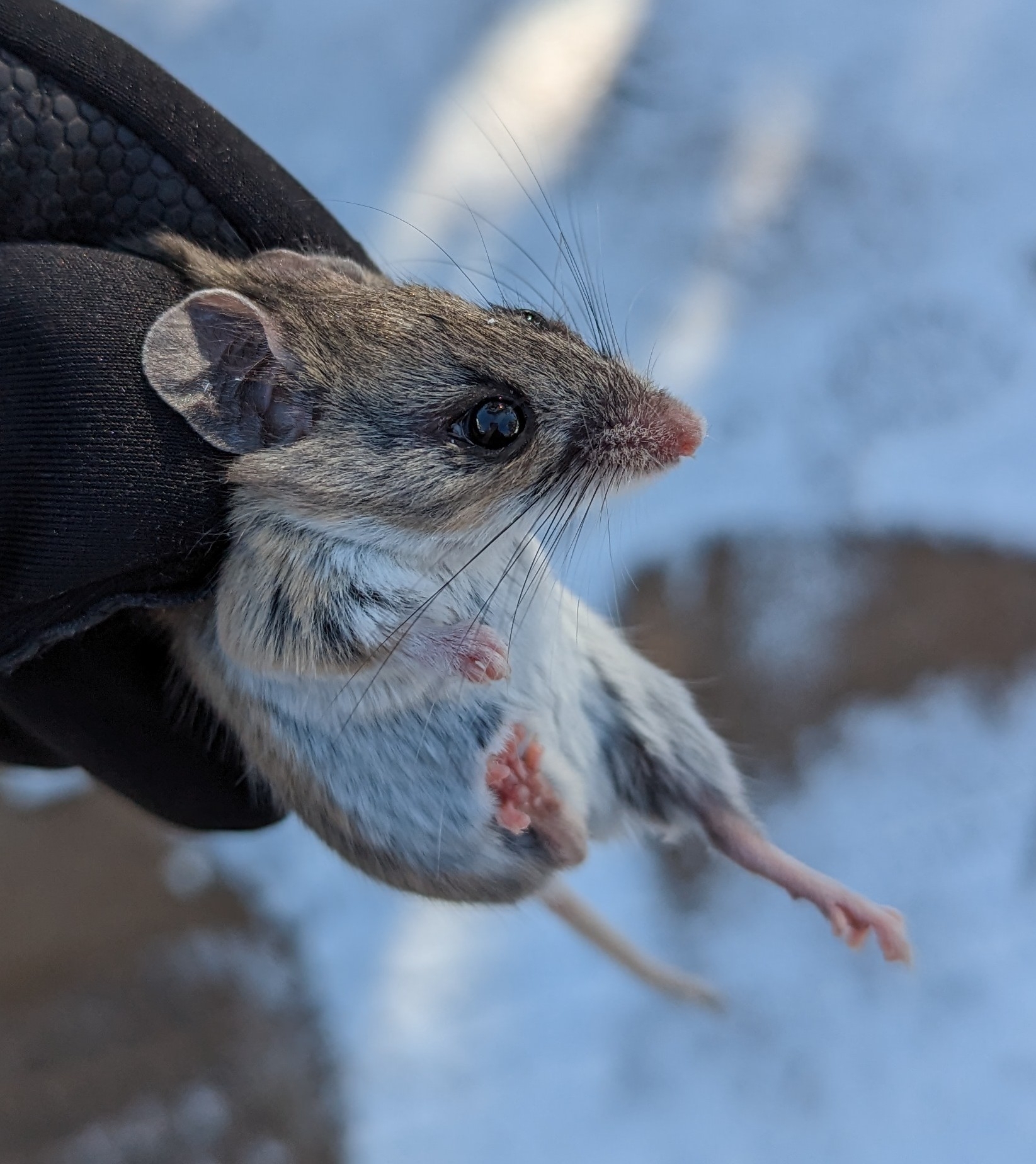 Peromyscus sonoriensis (Le Conte, 1853)