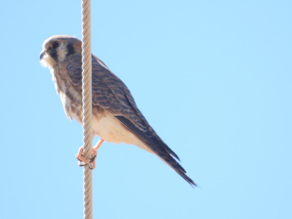 American Kestrel from Mezquitic, Jal., México on January 18, 2023 at 01 ...