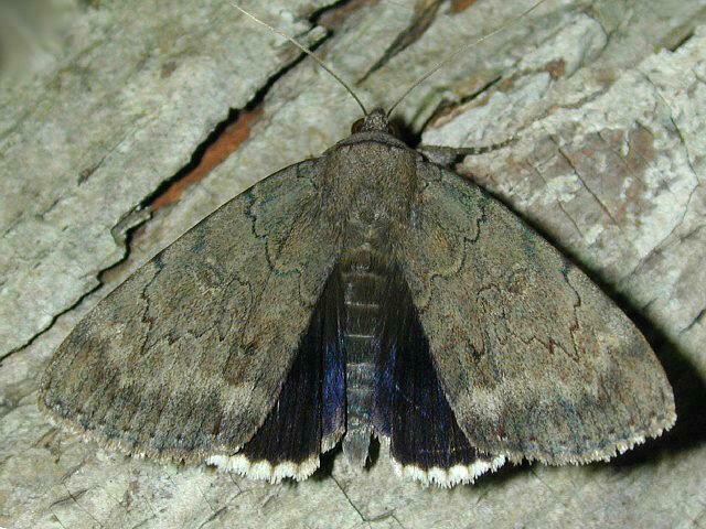 Obscure Underwing from Ward Pound Ridge, Cross River, NY 10518, USA on ...