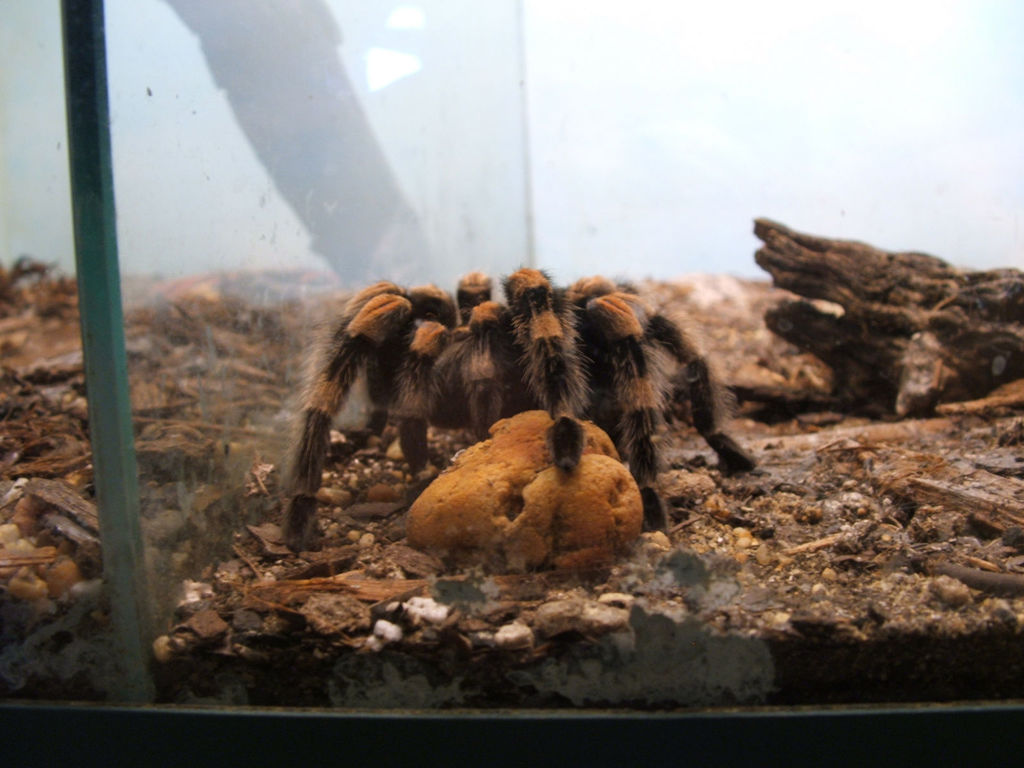 Mexican Redknee Tarantula in July 2005 by Javier Alejandro · iNaturalist