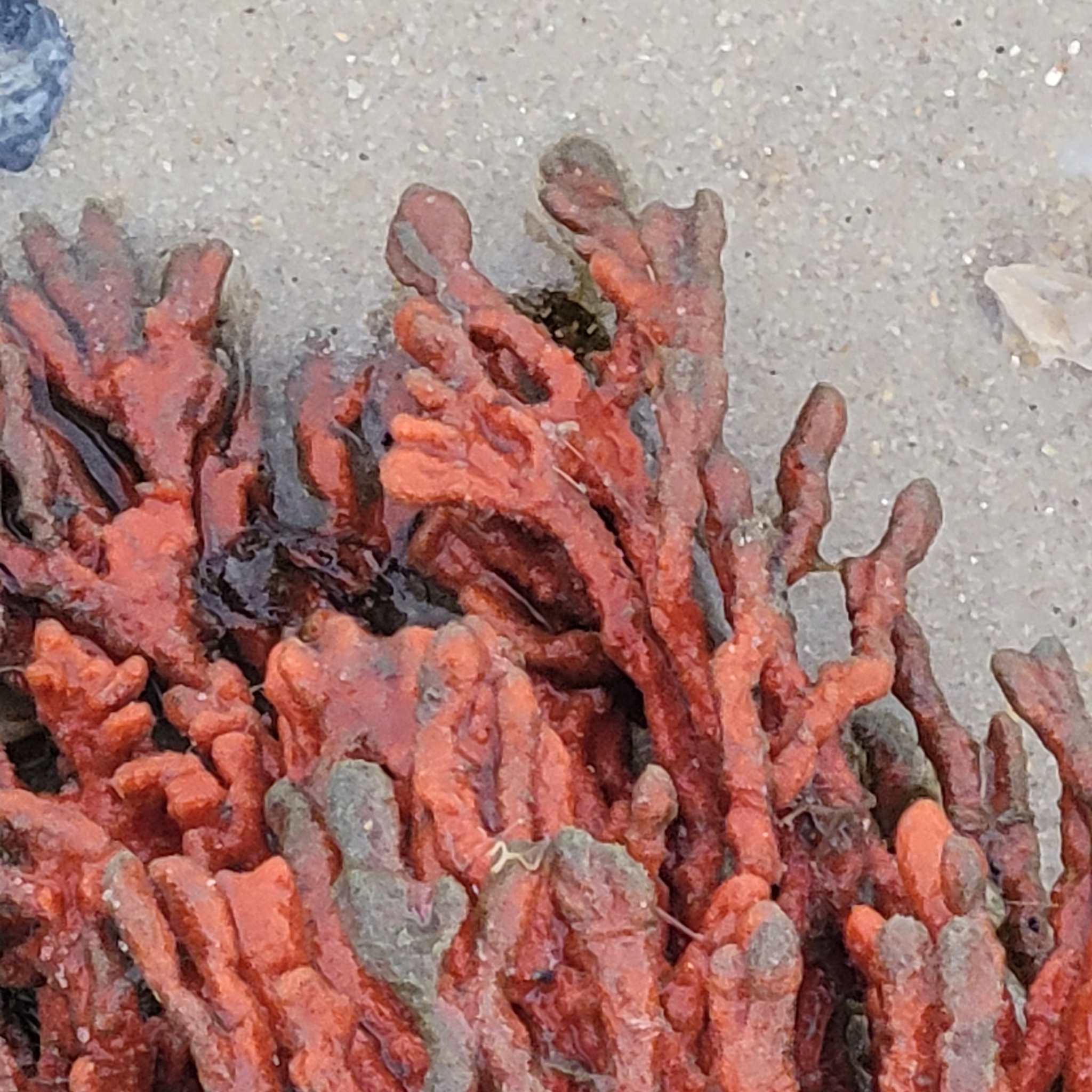 Clathria prolifera (Ellis & Solander, 1786)