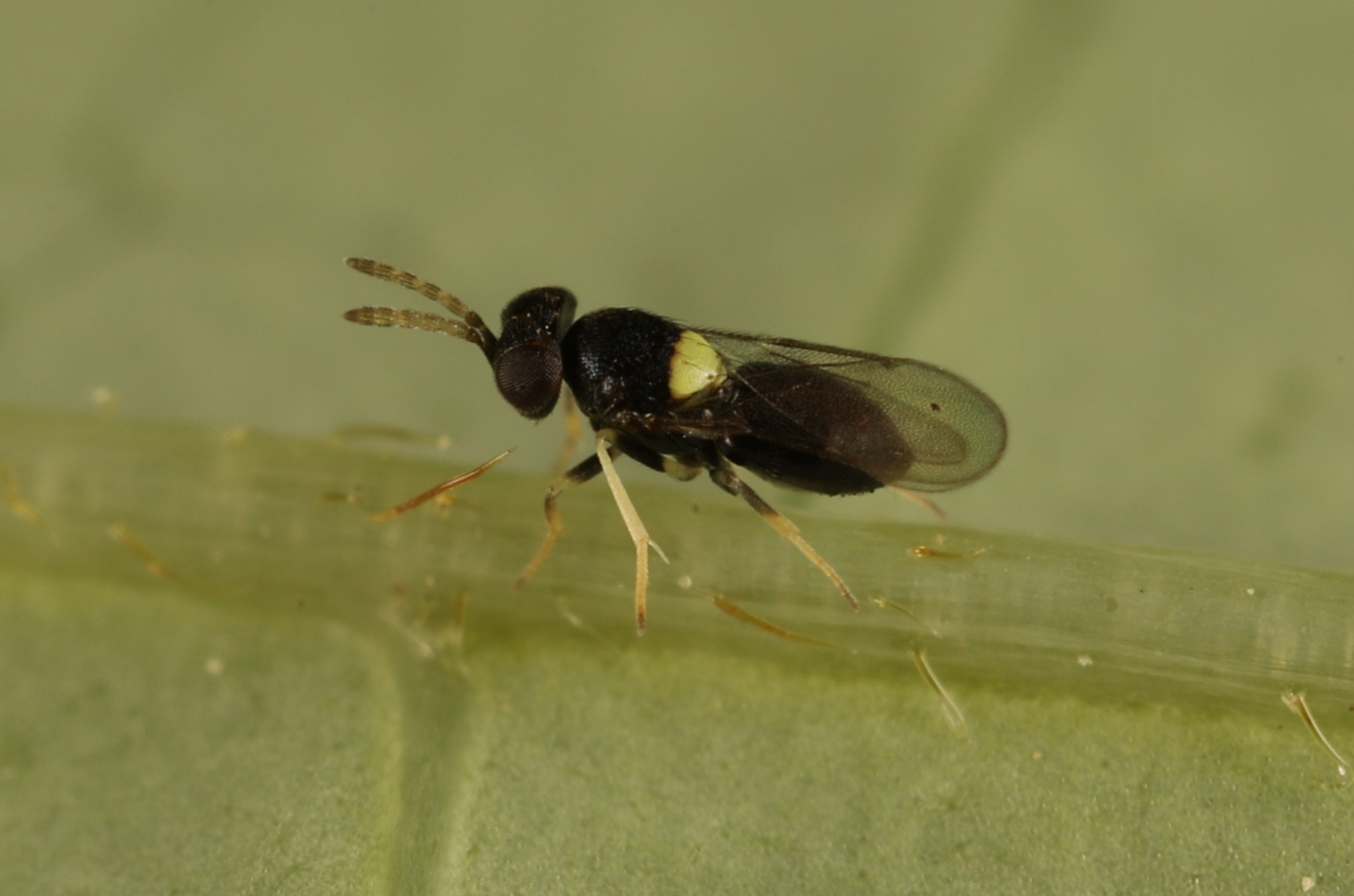 Coccophagus lycimnia (Walker, 1839)