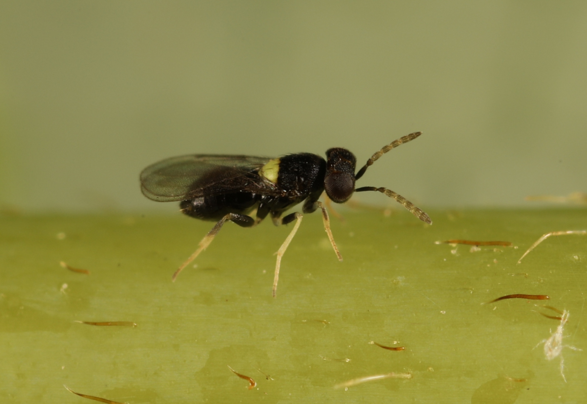 Coccophagus lycimnia (Walker, 1839)