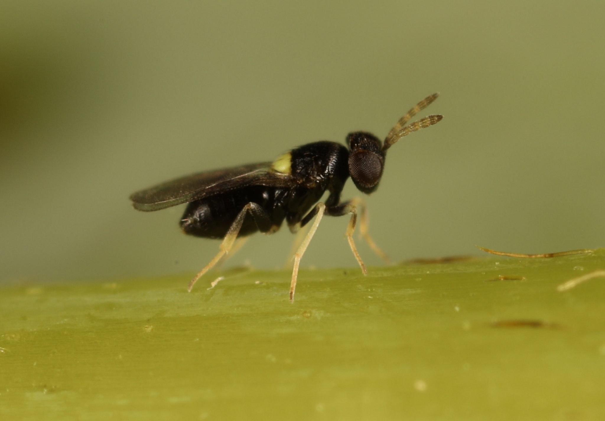 Coccophagus lycimnia (Walker, 1839)