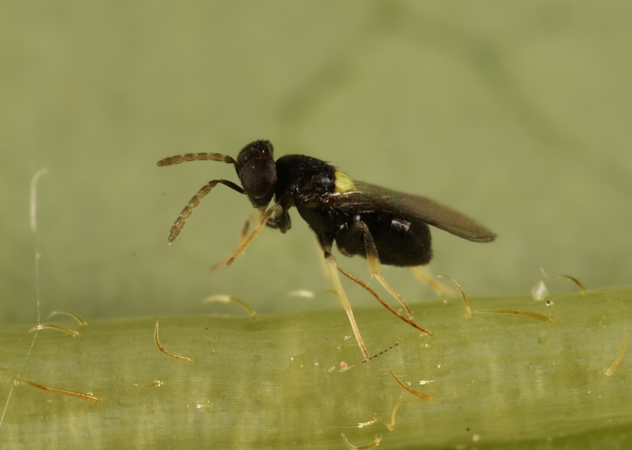 Coccophagus lycimnia (Walker, 1839)