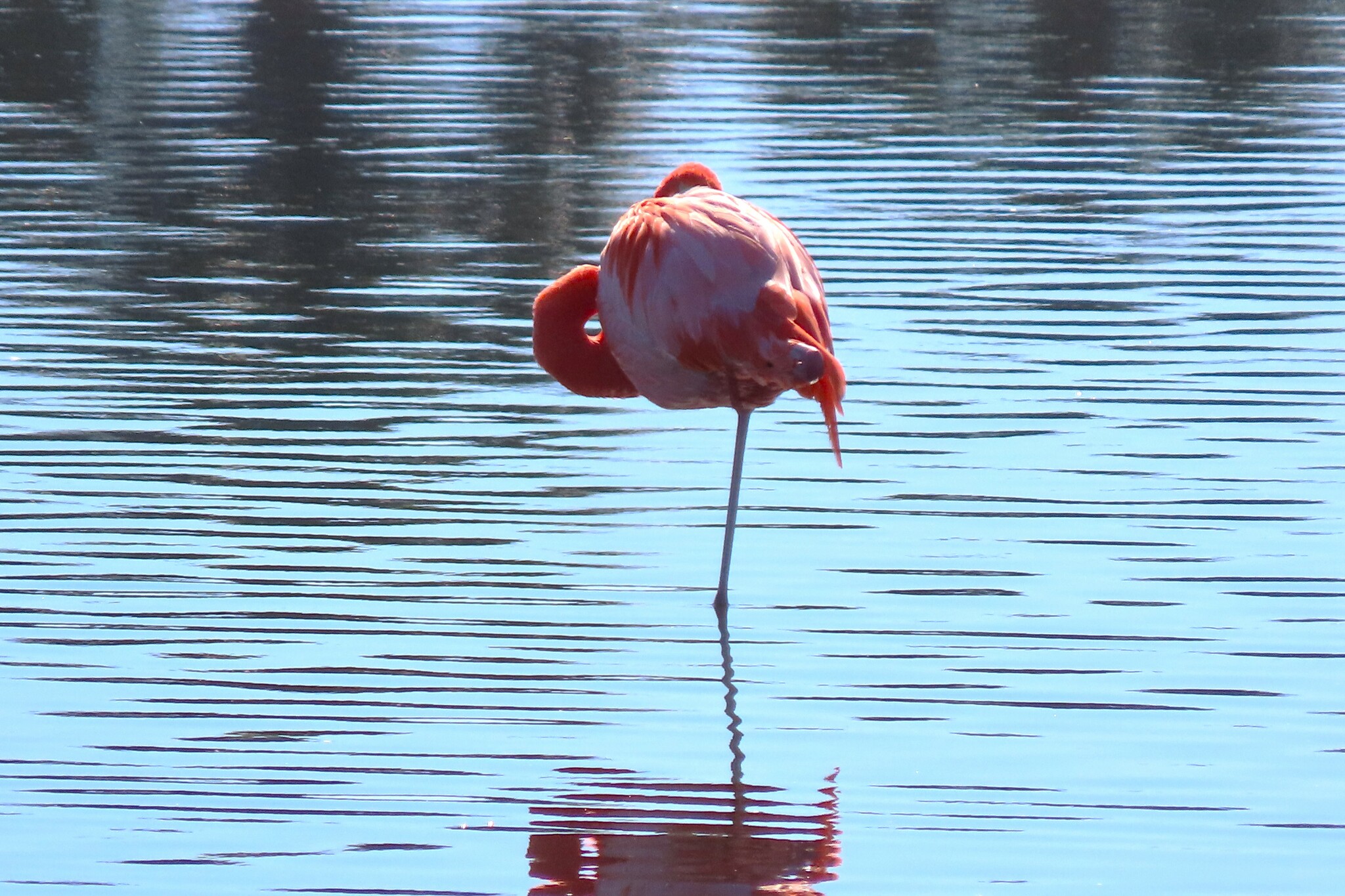 Phoenicopterus ruber Linnaeus, 1758