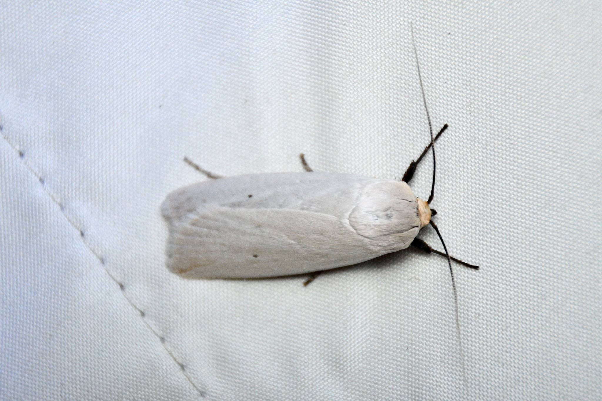 Maroga melanostigma (Wallengren, 1861)