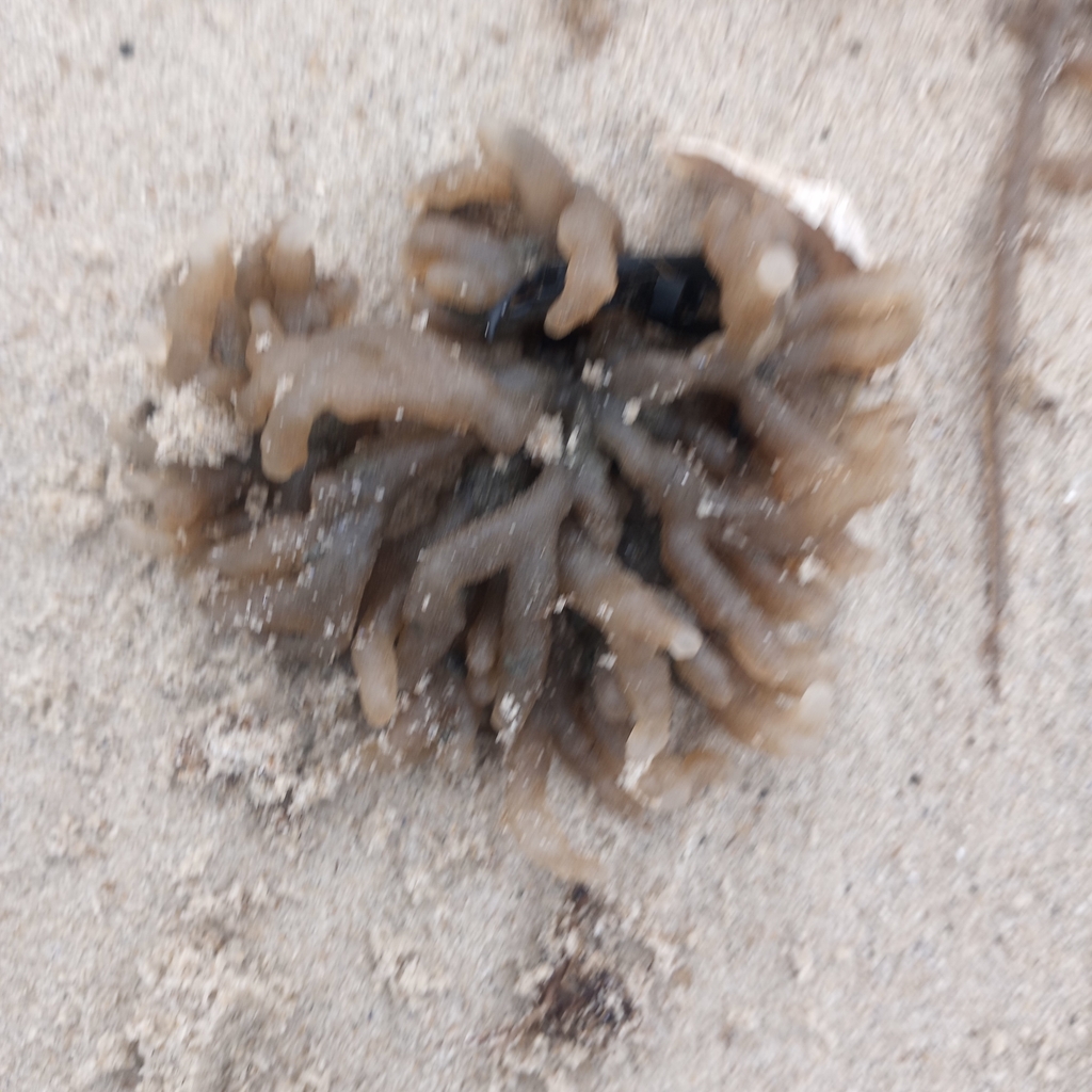 Alcyonidium verrilli from Lewes, DE 19958, USA on January 19, 2023 at ...