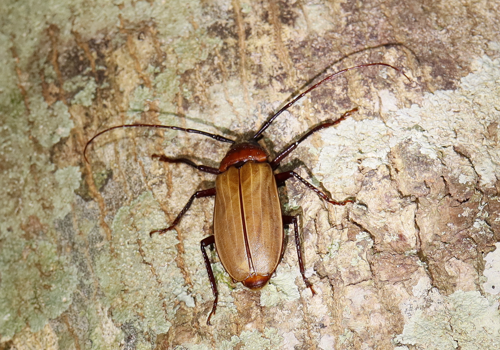 Agrianome spinicollis (MacLeay, 1826)