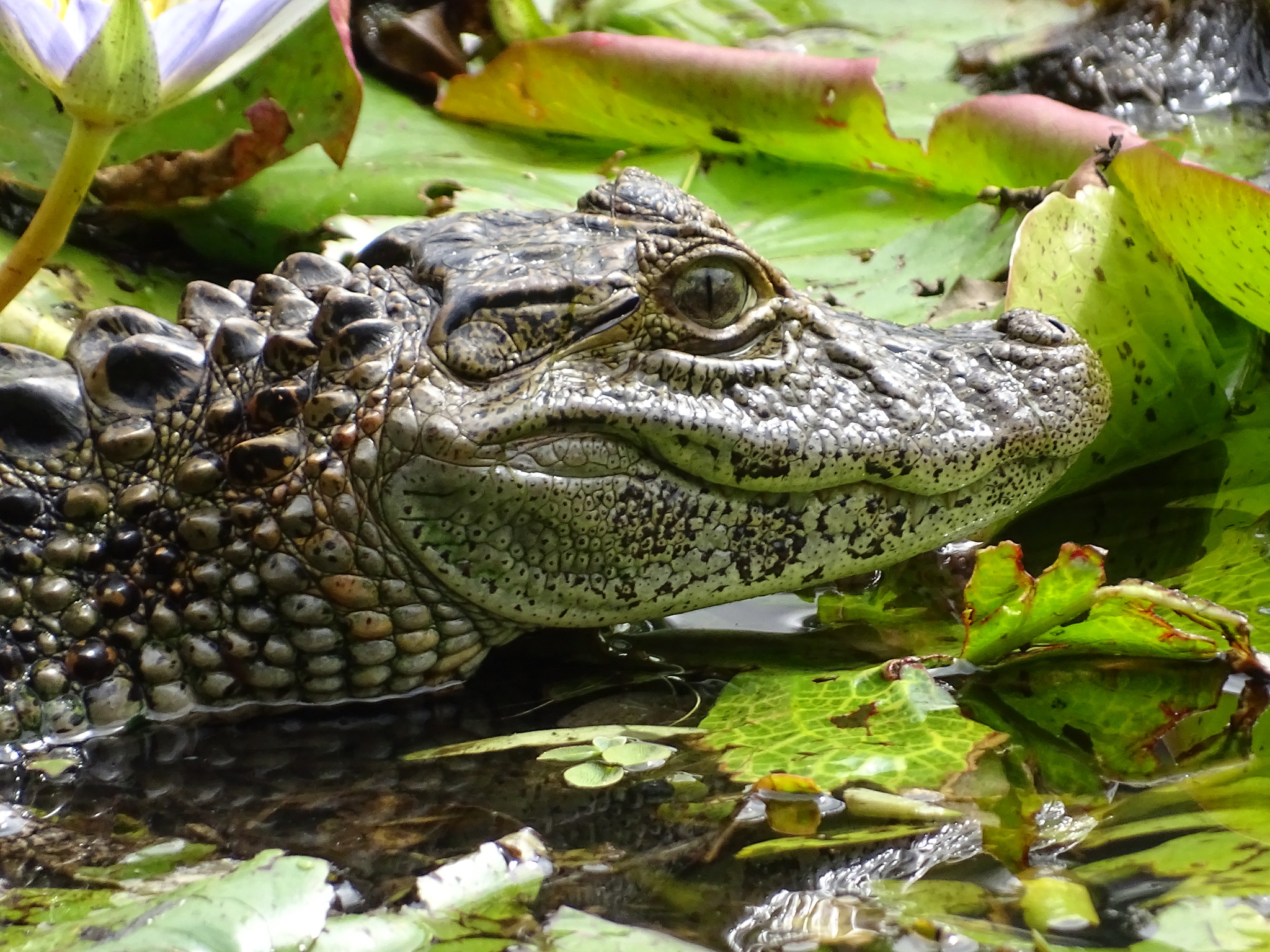 Caiman Spix, 1825
