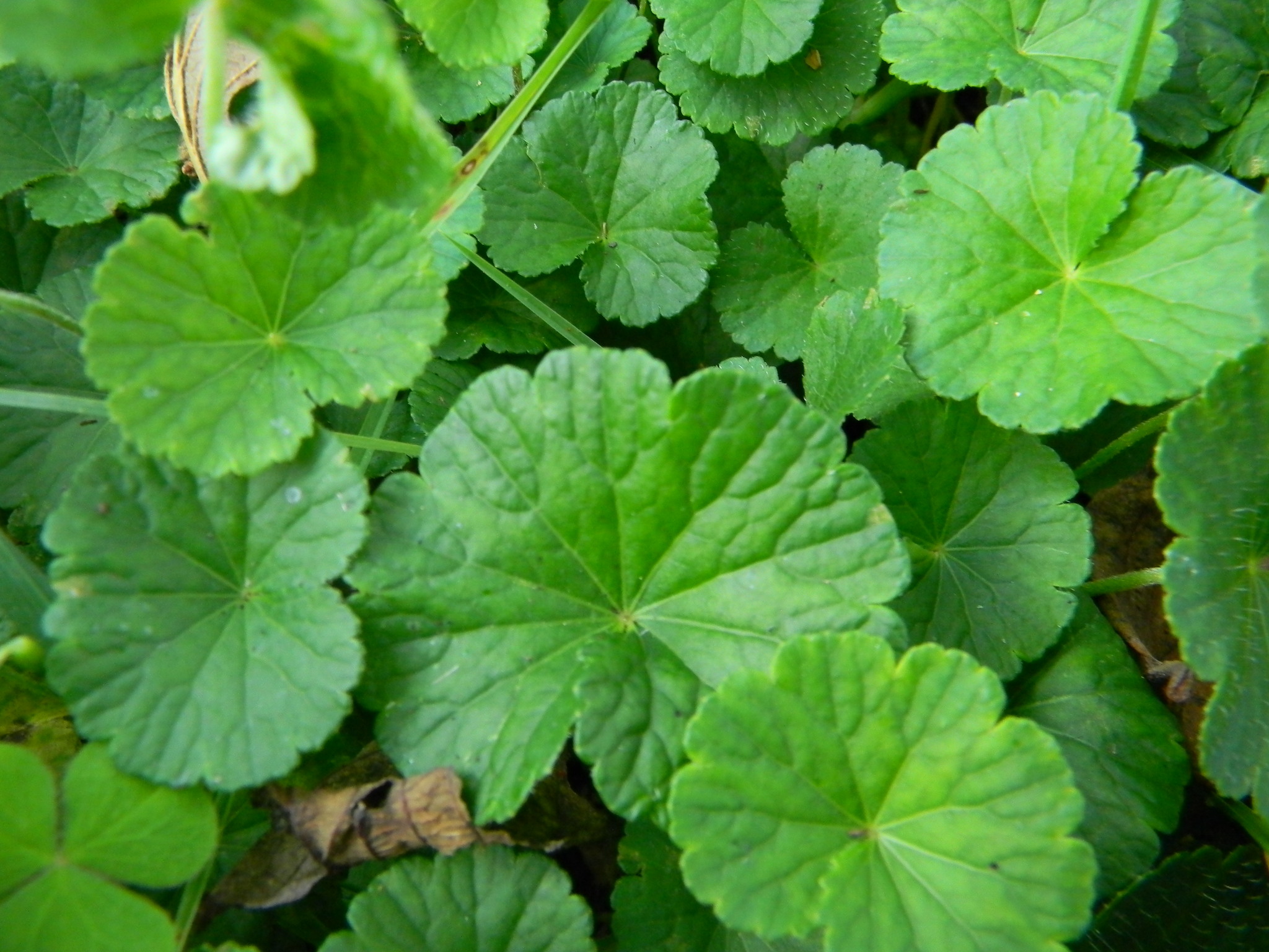 Hydrocotyle bonplandii A.Rich.