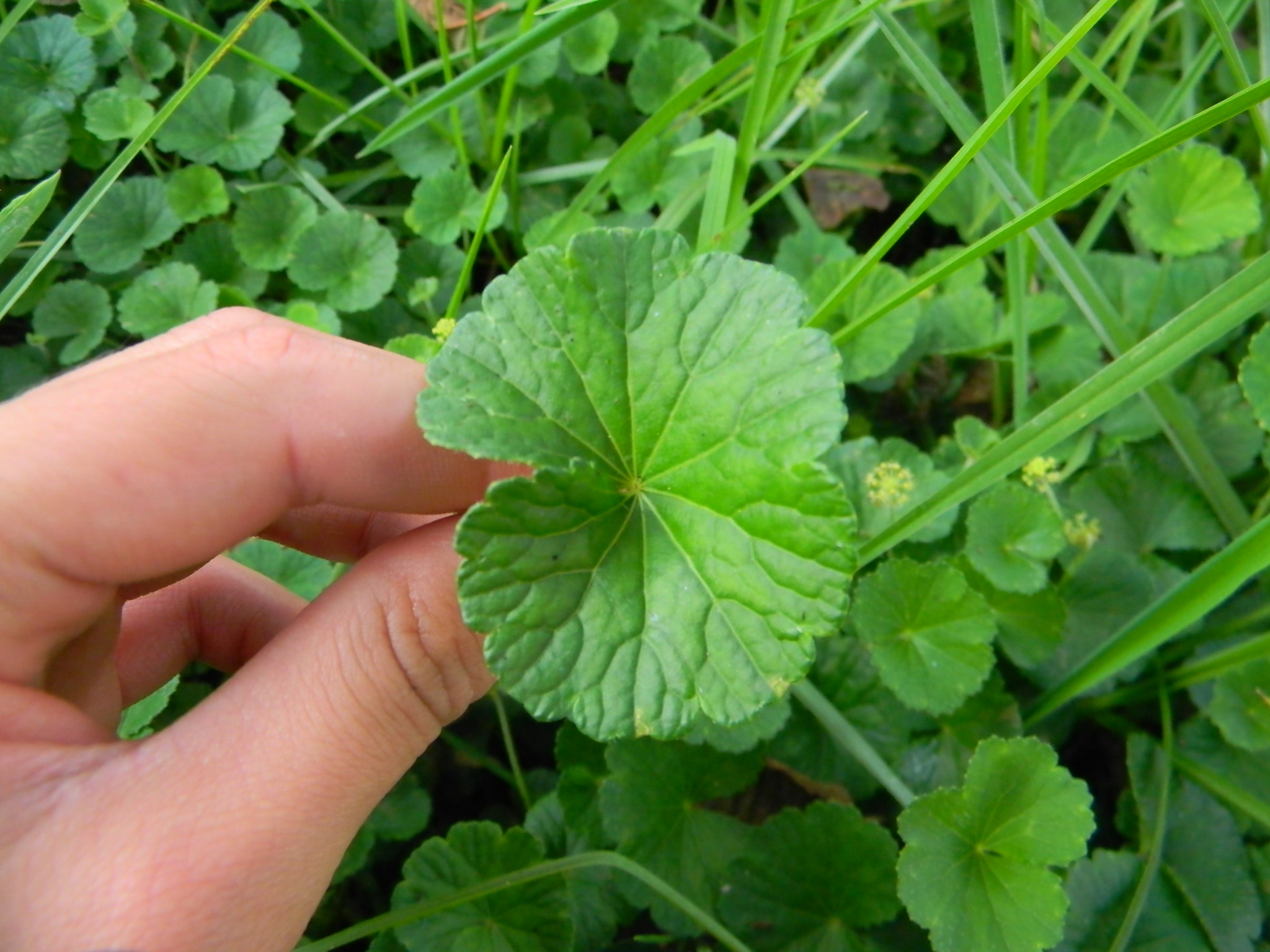 Hydrocotyle bonplandii A.Rich.
