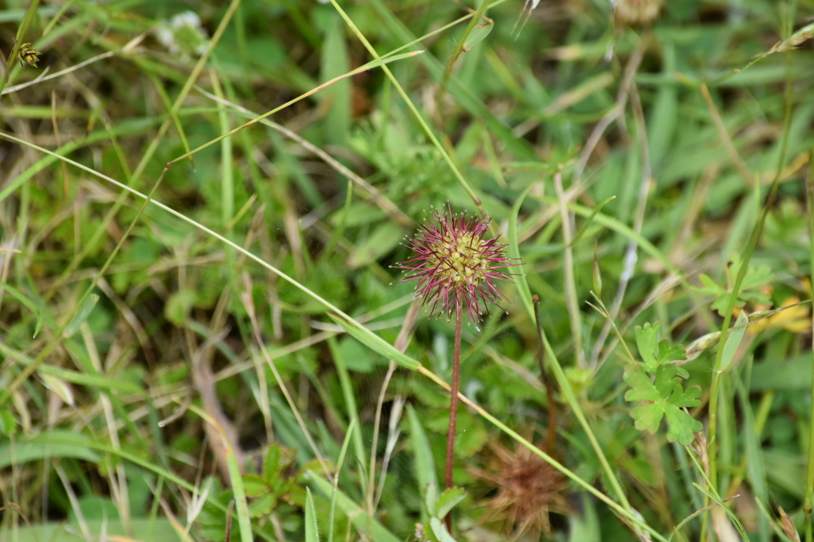 Acaena novae-zelandiae Kirk