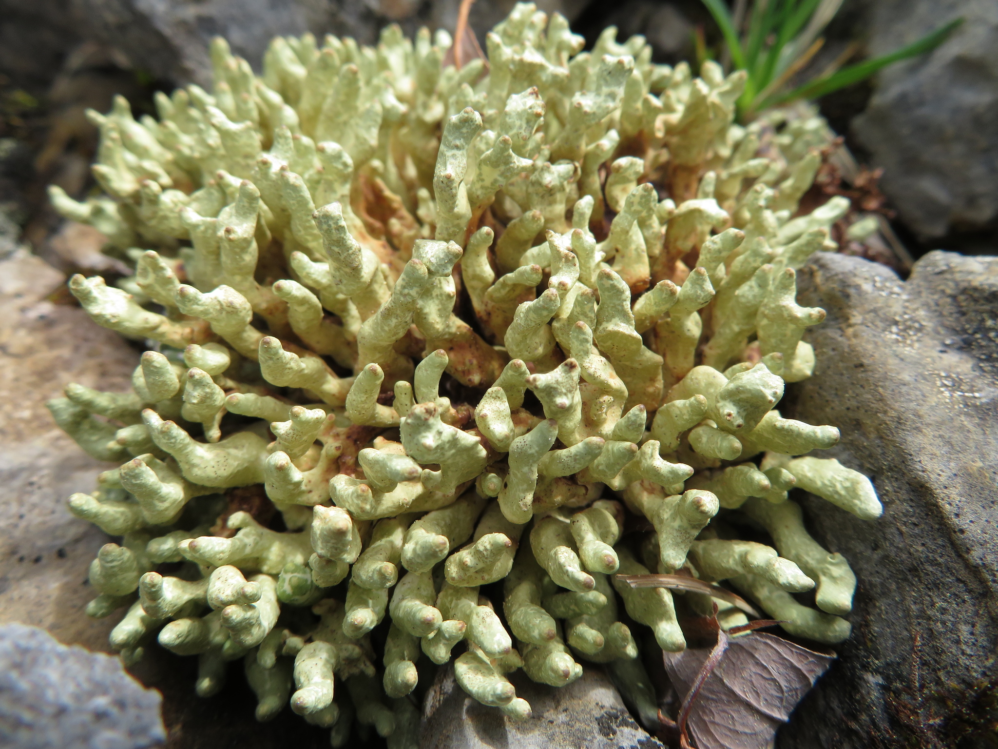 Arctic Lichen