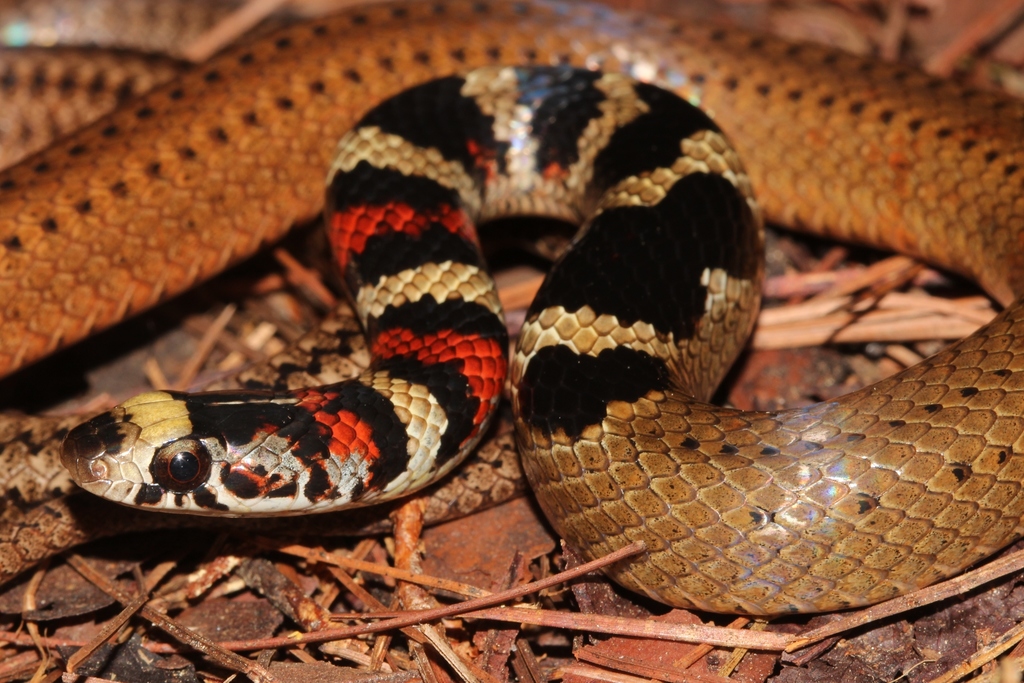 Colubrid Snakes (Colubridae) - Snakes and Lizards
