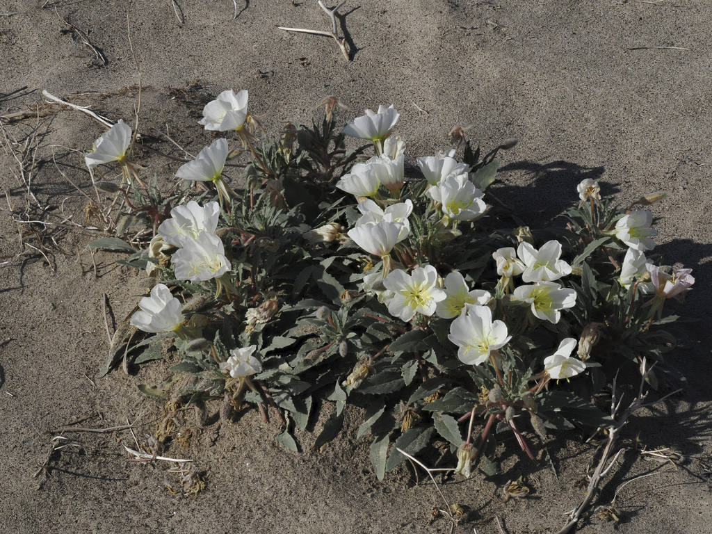 Annual Evening Primrose from San Diego County, CA, USA on January 18 ...